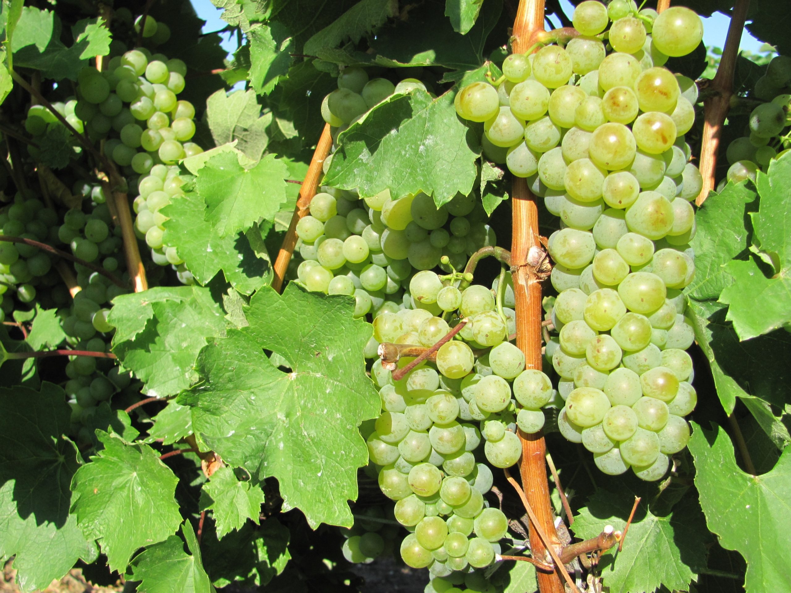 MAGNESIOGREEN ATTIVATO: a szőlőfürtkocsány-bénulás ellenszere ...