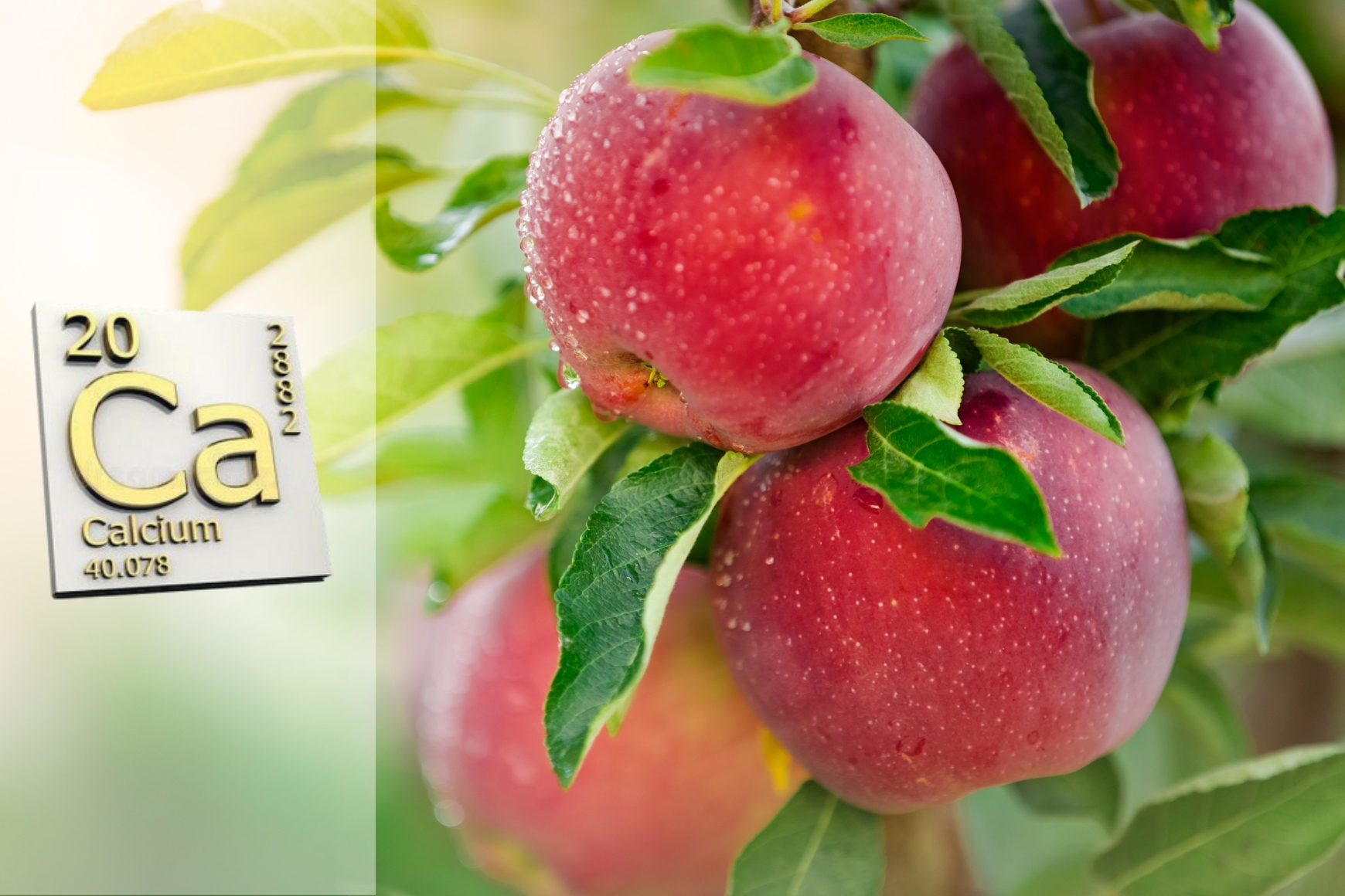 Kalcium-utánpótlás gyümölcskultúrákban - Seedplus Kft.